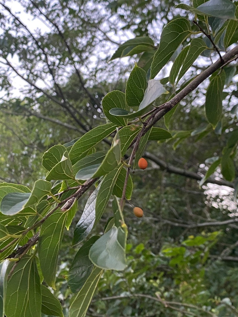 Chinese Hackberry from Sydney NSW, Australia on March 28, 2024 at 06:51 ...