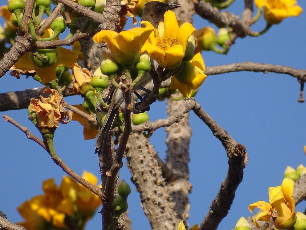 Birds from Malanville, Bénin on January 10, 2024 at 09:28 AM by Taibou ...