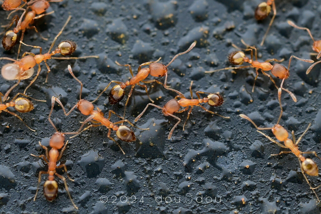 Pharaoh Ant from 中国广西壮族自治区崇左市龙州县 on February 3, 2024 at 10:05 PM by 豆豆 ...
