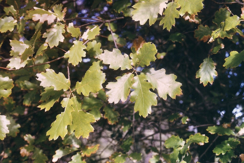 Oracle Oak from Idyllwild-Pine Cove, CA, USA on April 9, 2023 at 04:05 ...