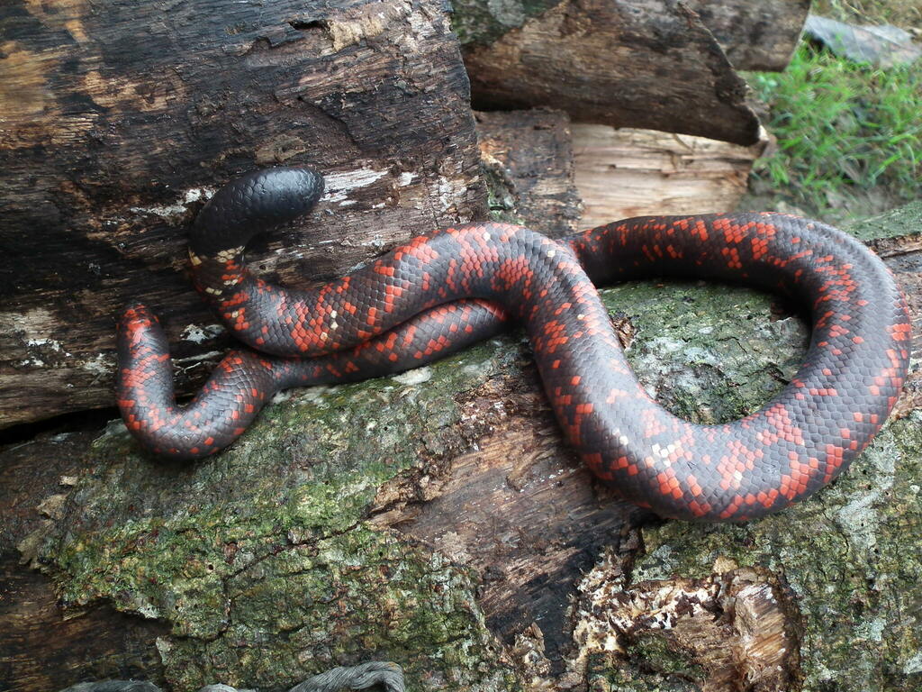 African Burrowing Python from Meme, Cameroon on September 13, 2010 at ...