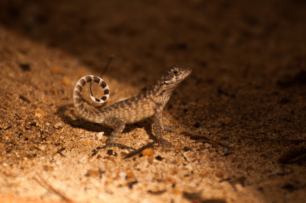 Northern Curly-tailed Lizard from Sister Islands, Cayman Islands on ...