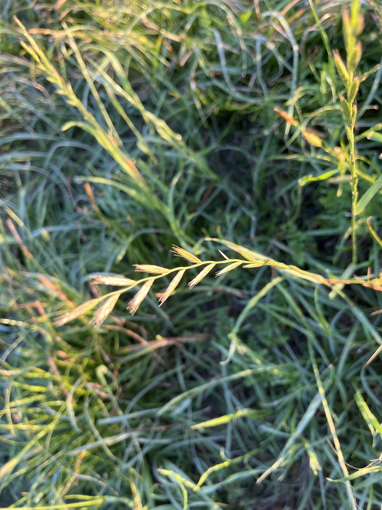 Ryegrasses from Pasadena, TX, US on March 28, 2024 at 07:41 AM by ...