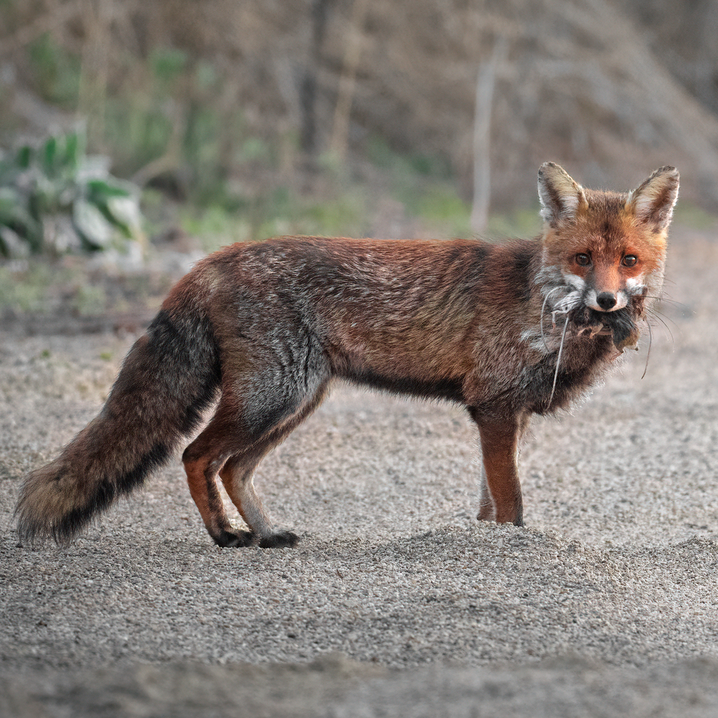 European Red Fox in March 2024 by Olivier Clerc. A very beautiful fox ...