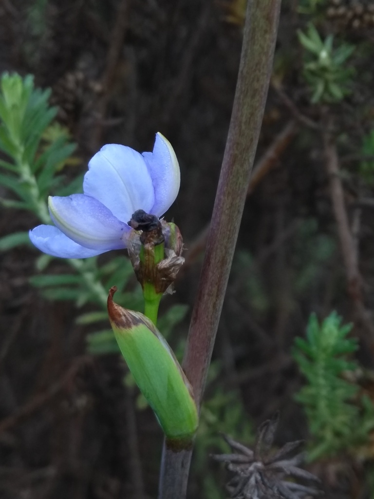 Khahla Capeblue from Magono aVasango, Igumbilo Ranch, Makete, Tanzania ...