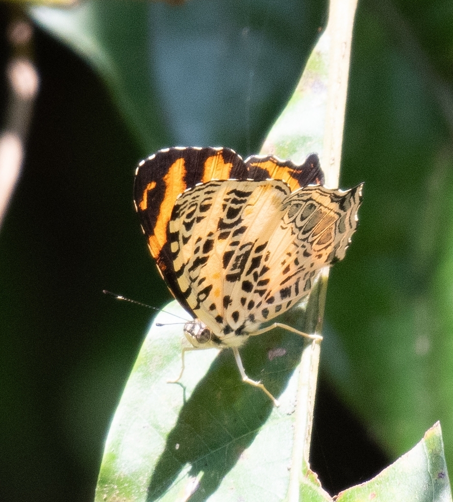 Himalayan jester from Westnar Forest, West Bengal 734319, India on ...