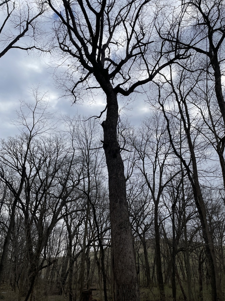 white oak in March 2024 by Ashley Helminski · iNaturalist