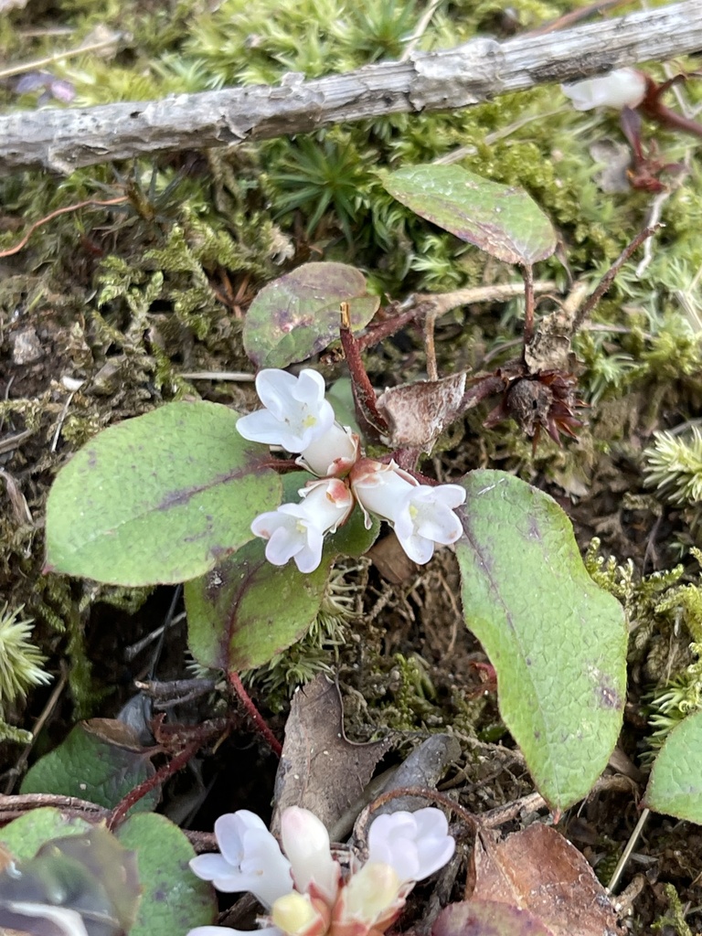 trailing arbutus from Pisgah National Forest, Candler, NC, US on March ...