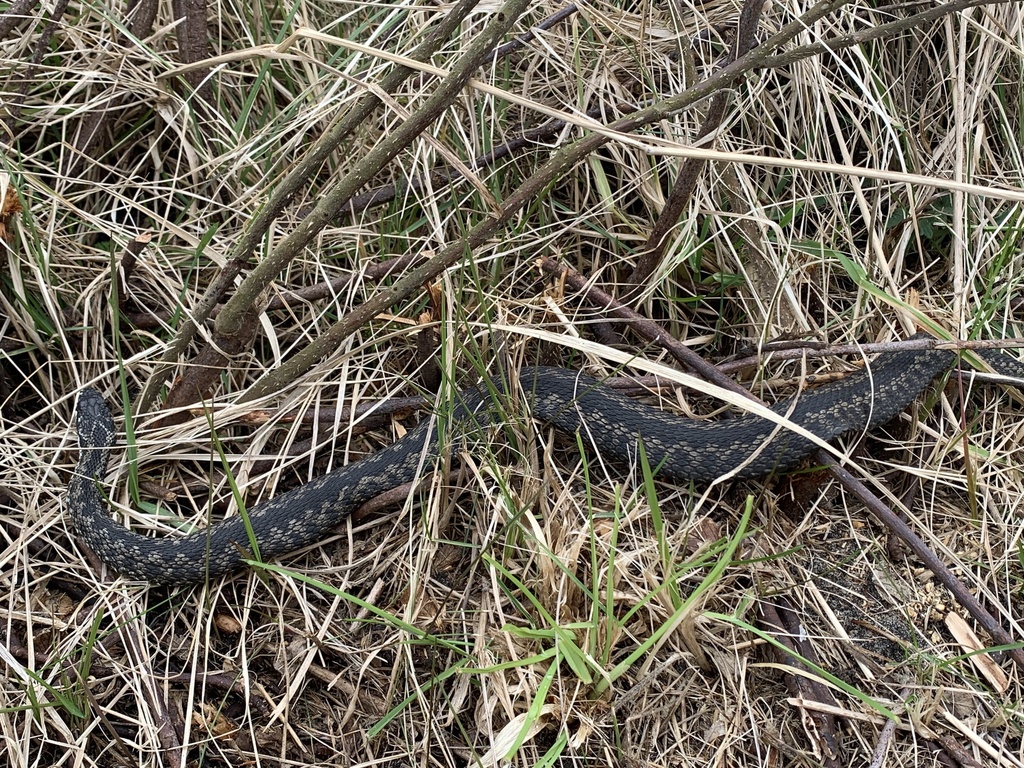 Adder in March 2024 by Marcus Lucassen and Rikke Nielsen · iNaturalist