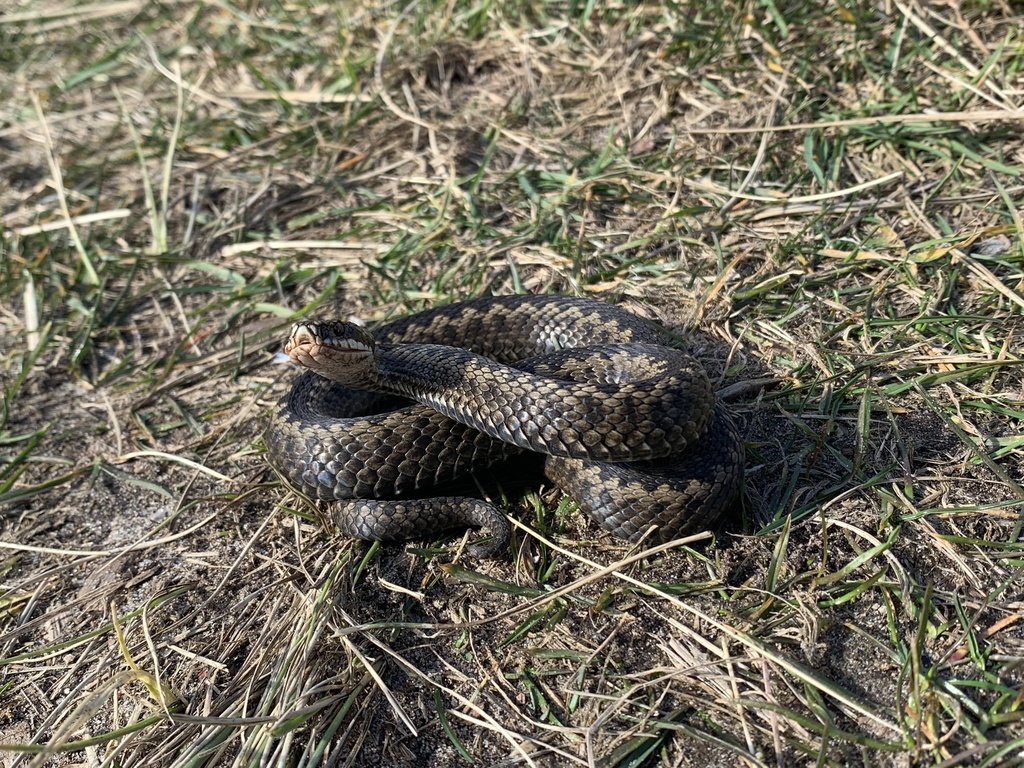 Adder in March 2024 by Marcus Lucassen and Rikke Nielsen · iNaturalist