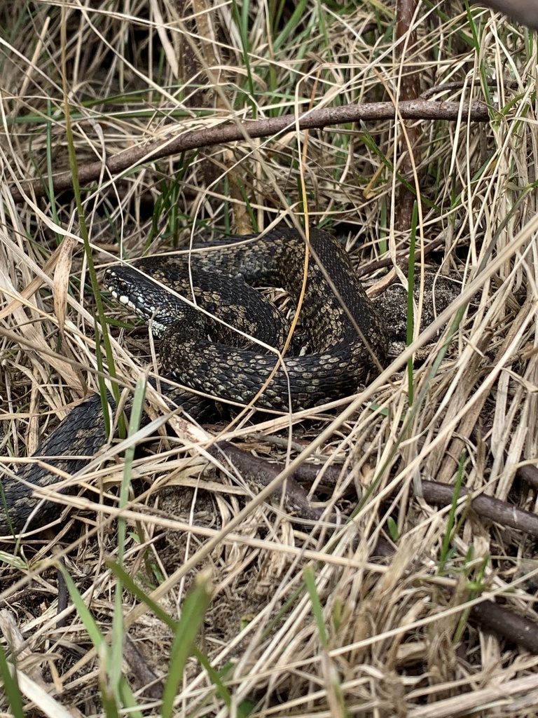 Adder in March 2024 by Marcus Lucassen and Rikke Nielsen · iNaturalist