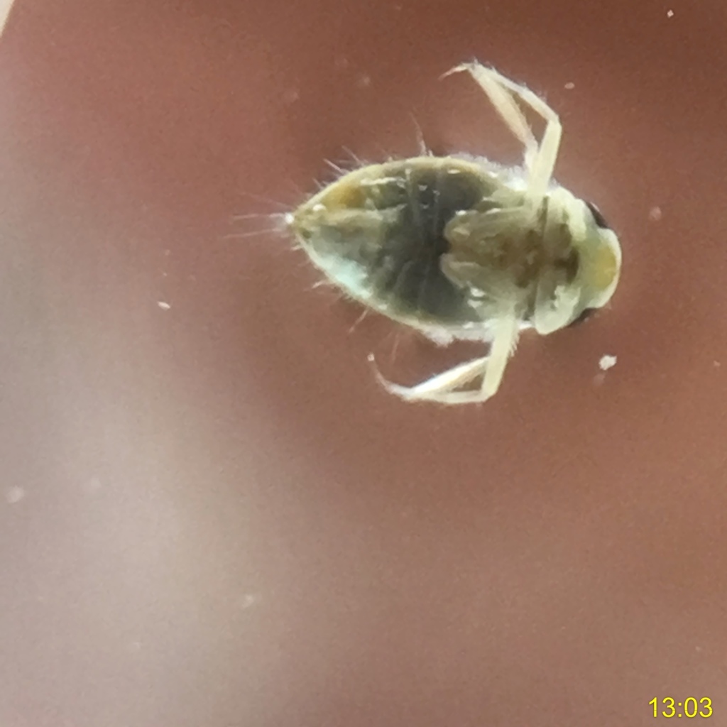 Water Bugs from 玉川2丁目21-1, 世田谷区, 東京都, JP on April 27, 2019 at 01:03 PM ...