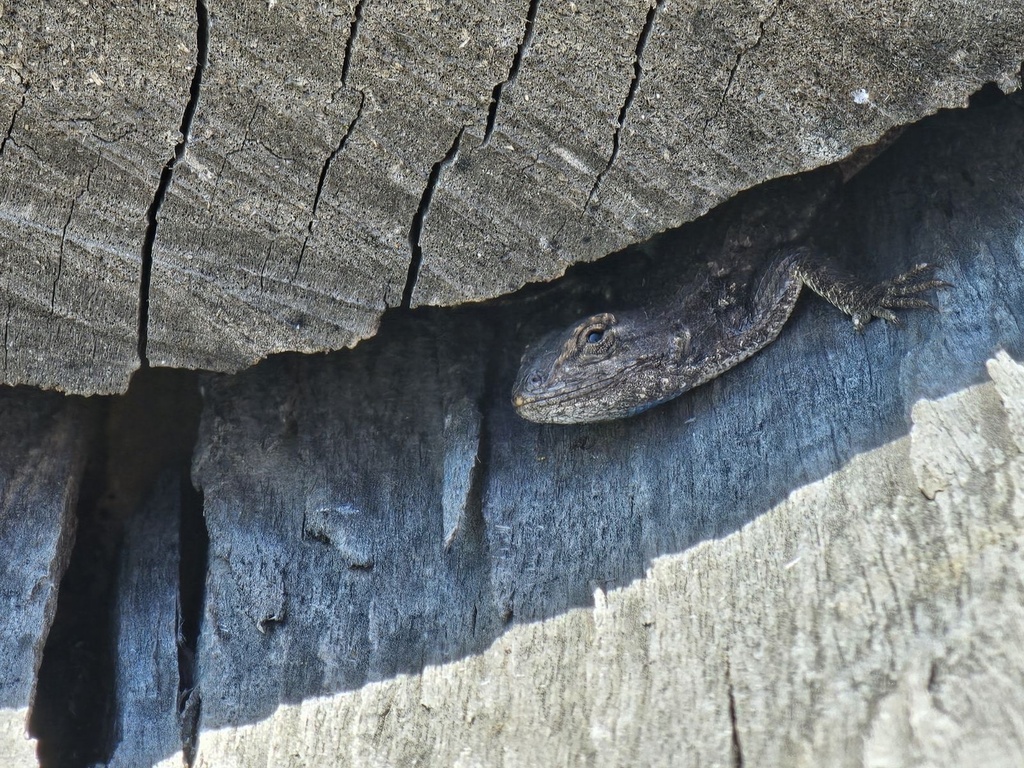 Western Fence Lizard from Chico River Rd, Chico, CA, US on March 26 ...