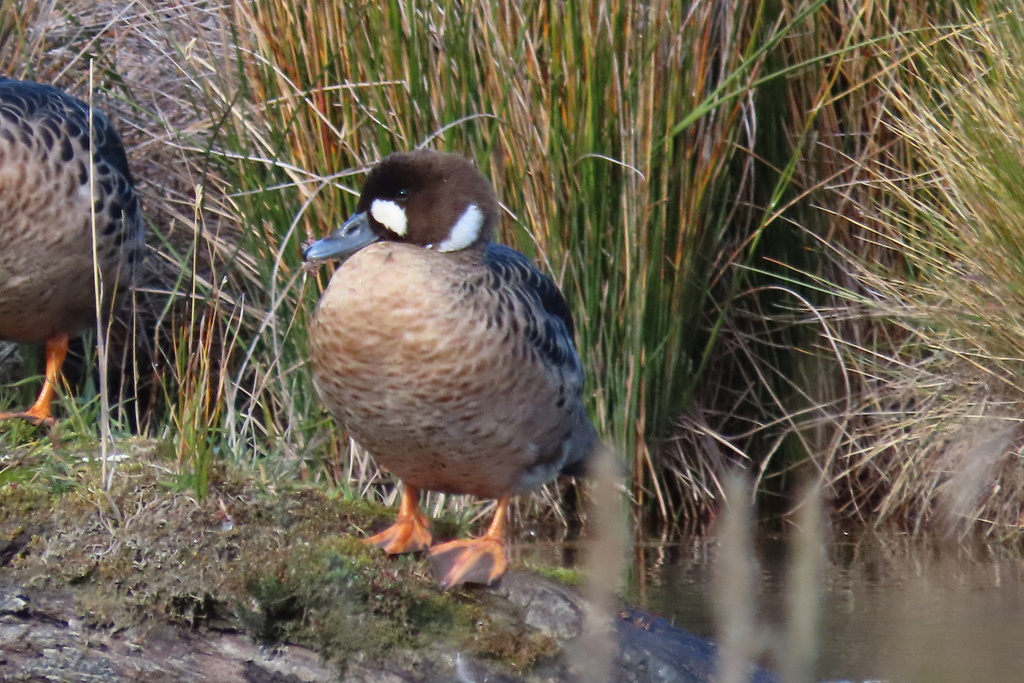 Spectacled Duck in March 2024 by rdpost · iNaturalist