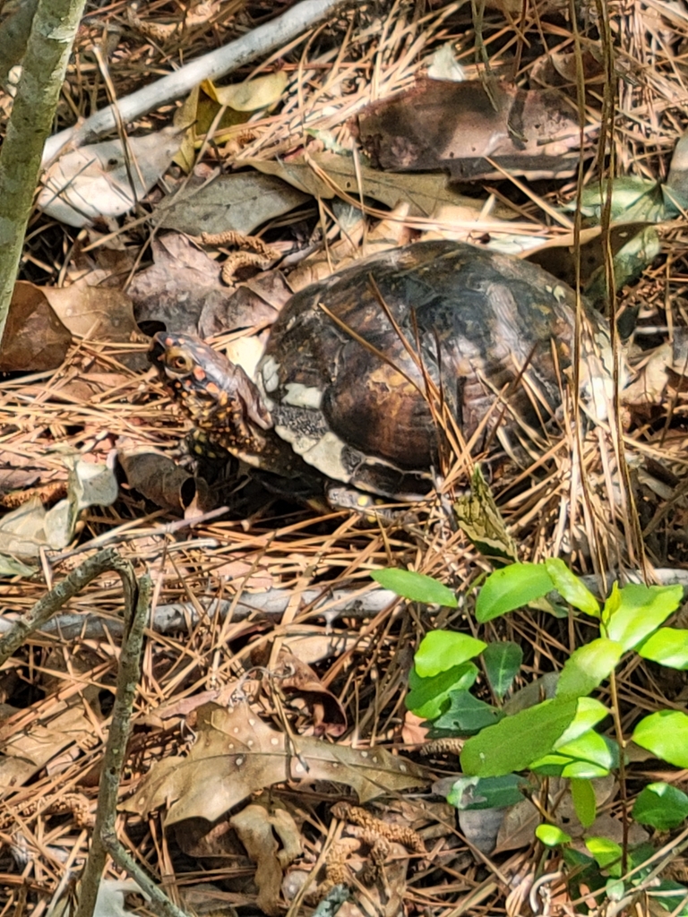Three-toed Box Turtle in March 2024 by Joseph C Johnson · iNaturalist