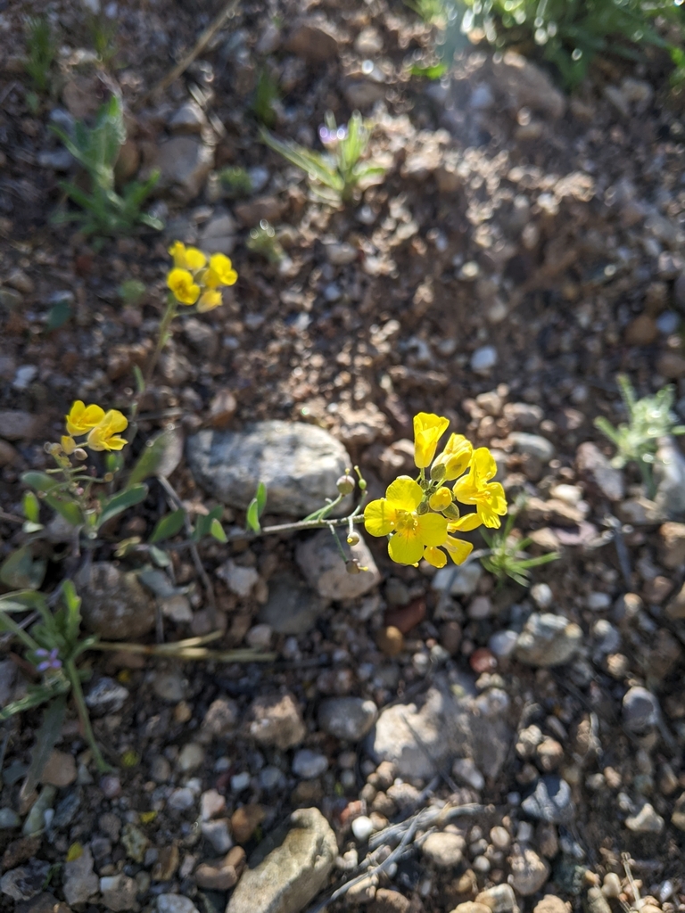 Moapa Bladderpod from Tucson Airport Authority, Tucson, AZ, USA on ...