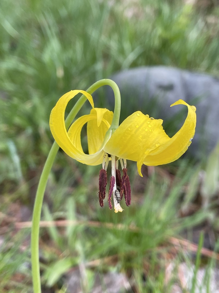 Glacier Lily from Dempsey Rd, Leavenworth, WA, US on March 28, 2024 at ...