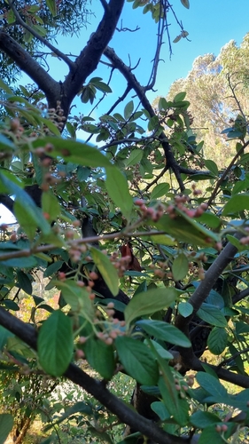 Photo 361099777, (c) Daniela Isabel Mar n Ega a, all rights reserved, uploaded by Daniela Isabel ...