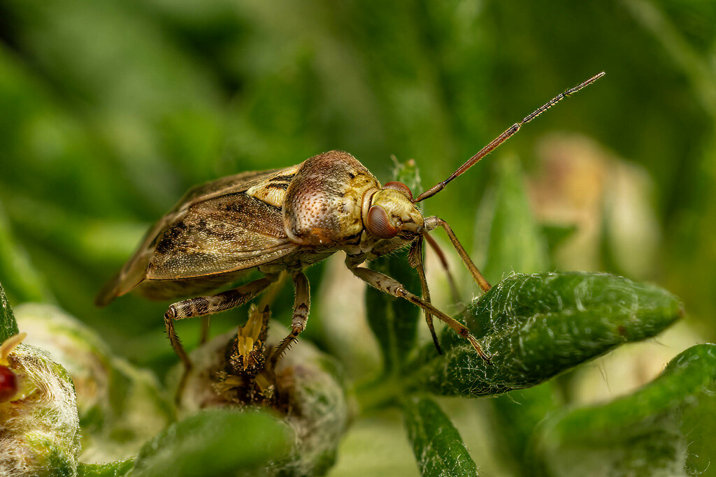 European Tarnished Plant Bug from Shropshire, UK on September 8, 2022 ...