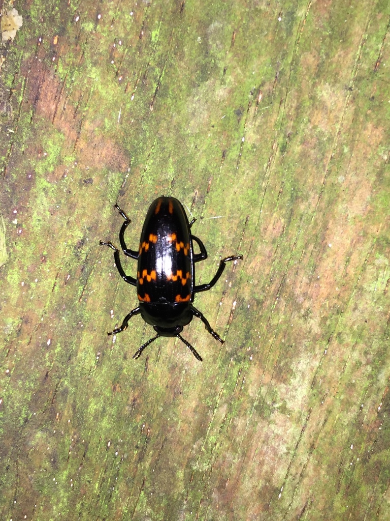 Pselaphacus curvipes from Parque amazonico Isla del Amor, Tena, Napo ...