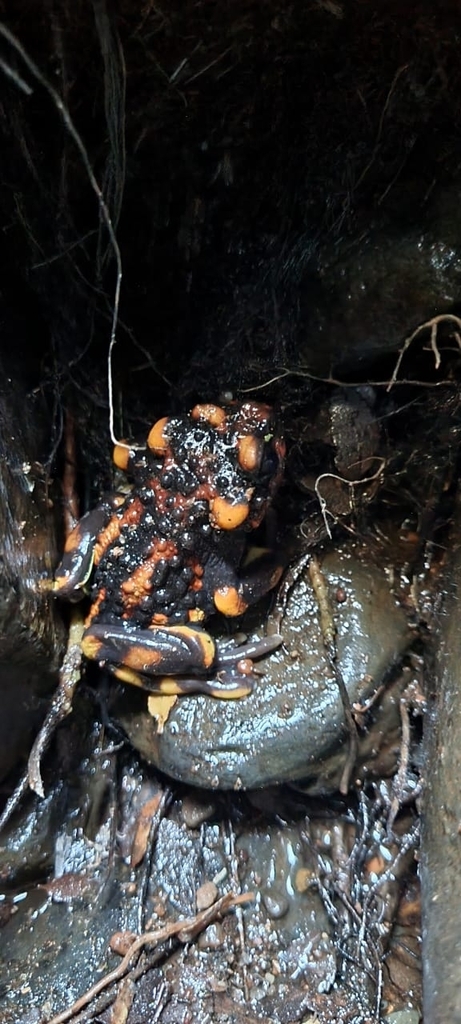 Chile Mountains False Toad in March 2024 by Carlos Hector Basaez Jara ...