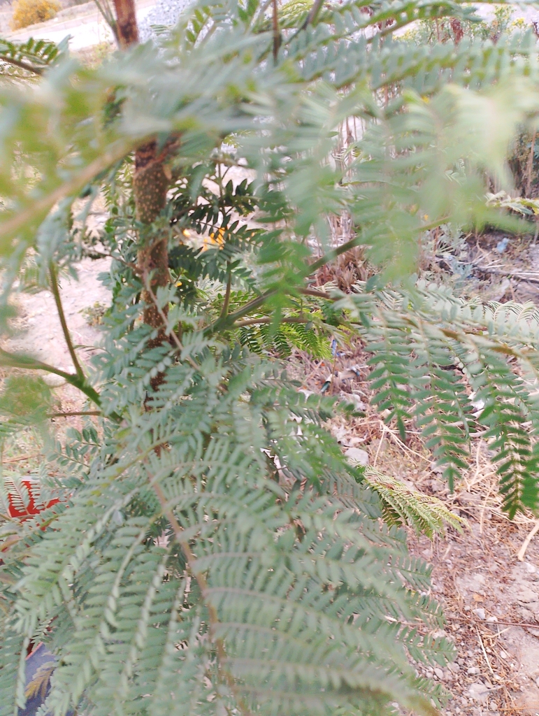 Acacia pubescens desde 90568 Col. Ignacio Allende, Tlax., México el ...