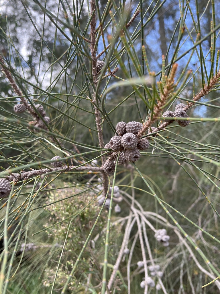 Swamp sheoak from The Southern Parkway, Forster, NSW, AU on March 28 ...