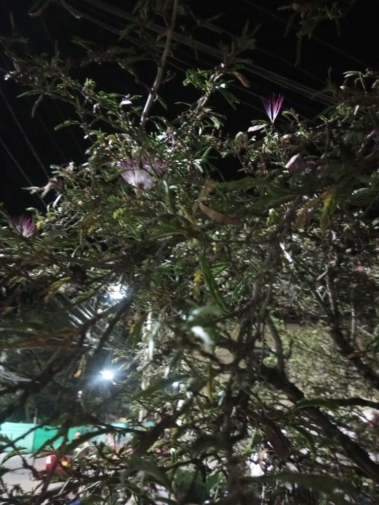 Calliandra pittieri from Boavita, Boyacá, Colombia on March 28, 2024 at ...