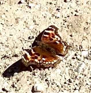 Compton Tortoiseshell from Chilcotin Meldrum Rd, McLeese Lake, BC, CA ...