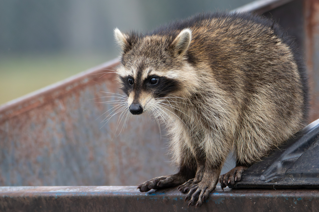 Common Raccoon from Polk County, FL, USA on March 28, 2024 at 11:10 AM ...