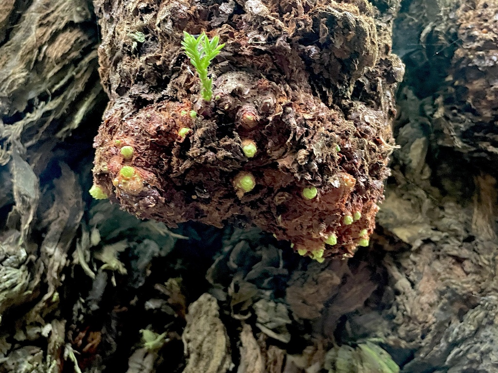 coast redwood from Purisima Creek Redwoods Preserve, Redwood City, CA ...