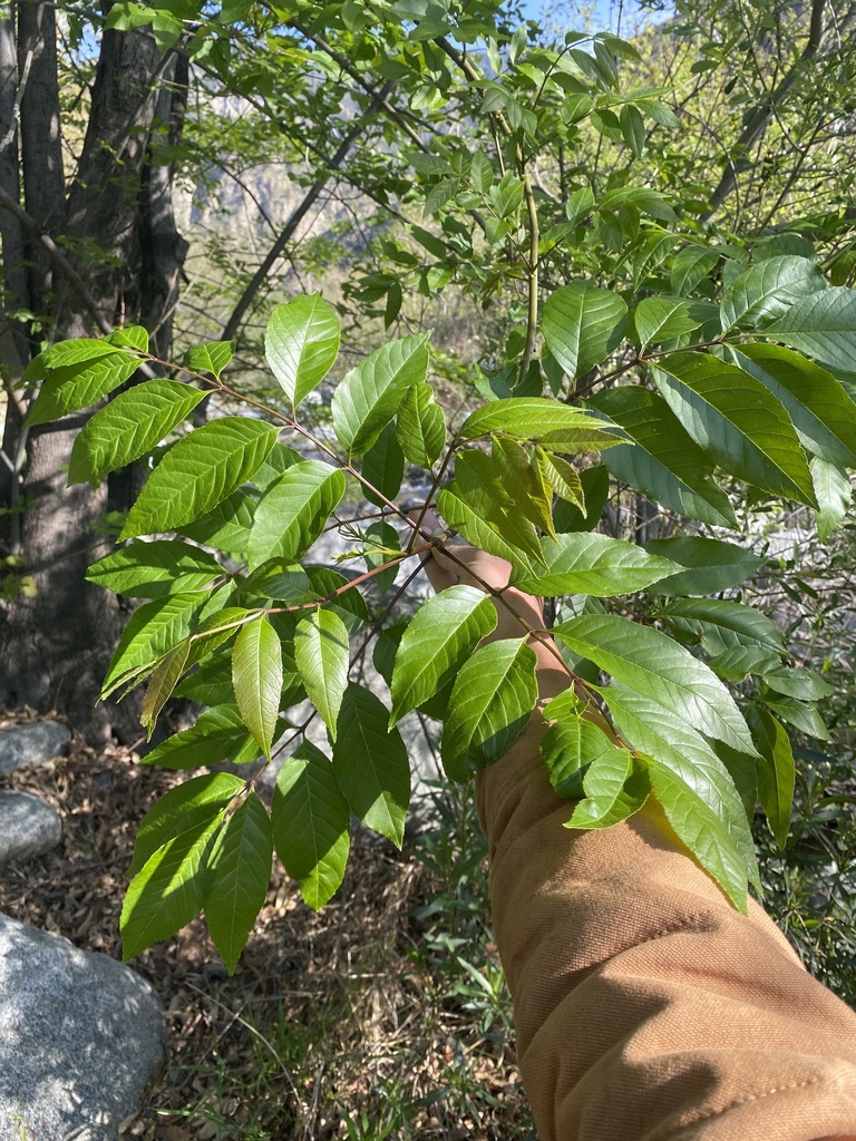 Shamel Ash from N Altadena Dr, Pasadena, CA, US on March 27, 2024 at 09 ...