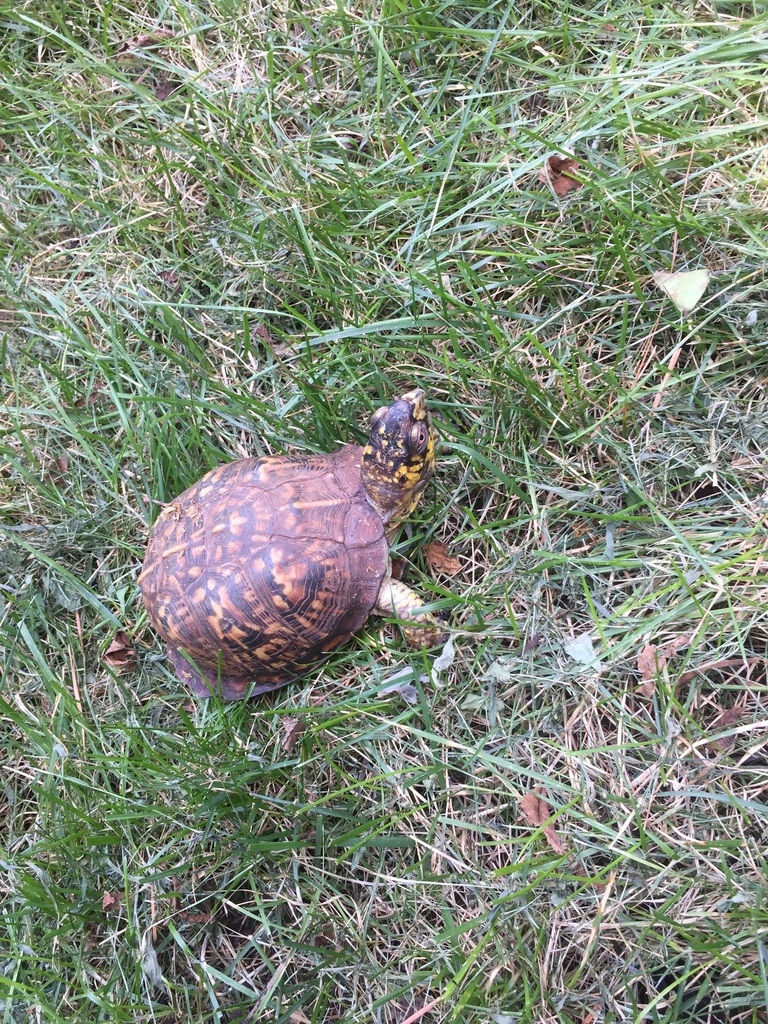 Eastern Box Turtle in July 2019 by Valentine Sattin · iNaturalist