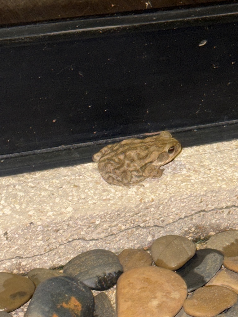 Giant Toad from Santa Ana, Peñol, Antioquia, CO on March 28, 2024 at 11 ...