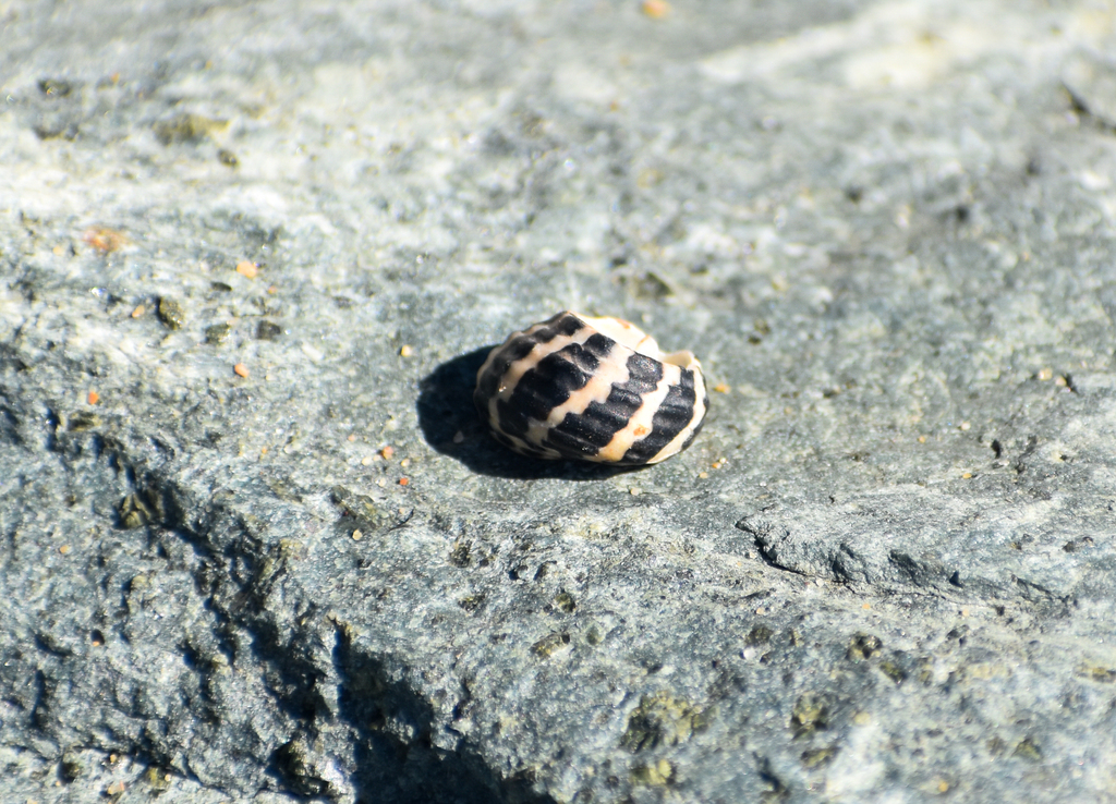 Zebra Top Snail from Captain Cook Park, Redcliffe Parade, Redcliffe QLD ...
