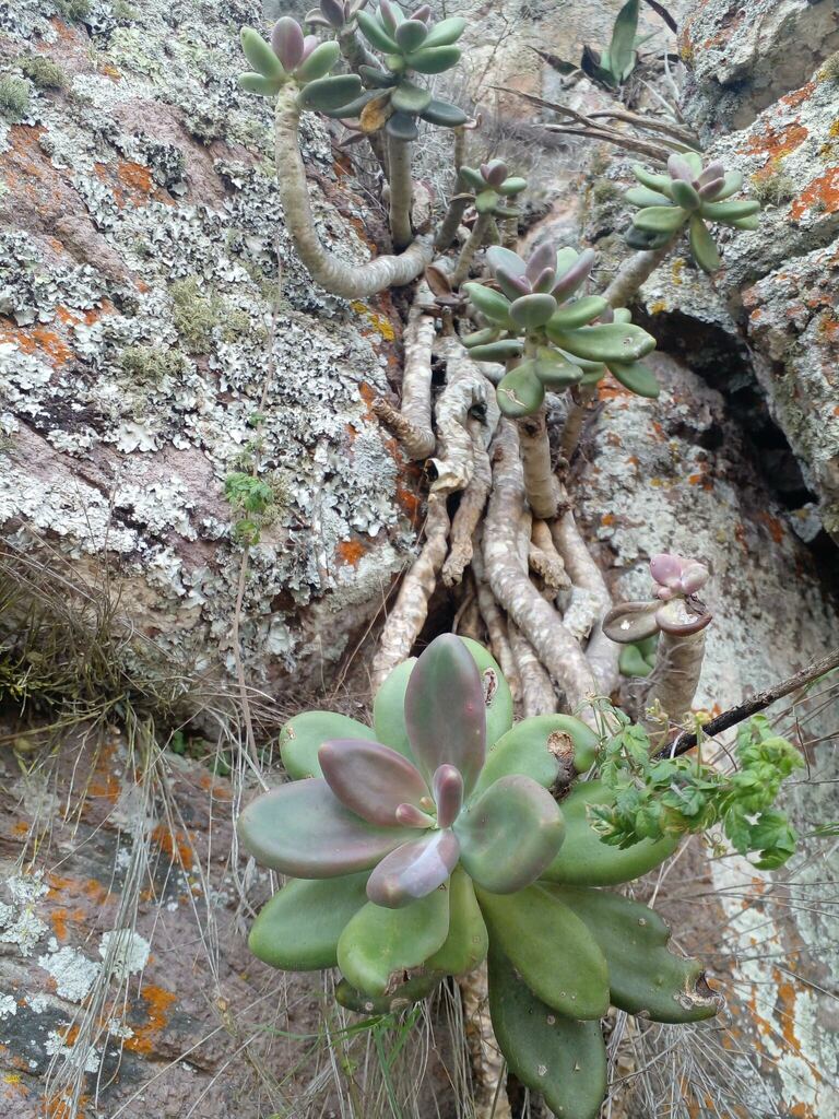 Pachyphytum fittkaui en enero 2024 por Emmanuel Antonio Carreño ...