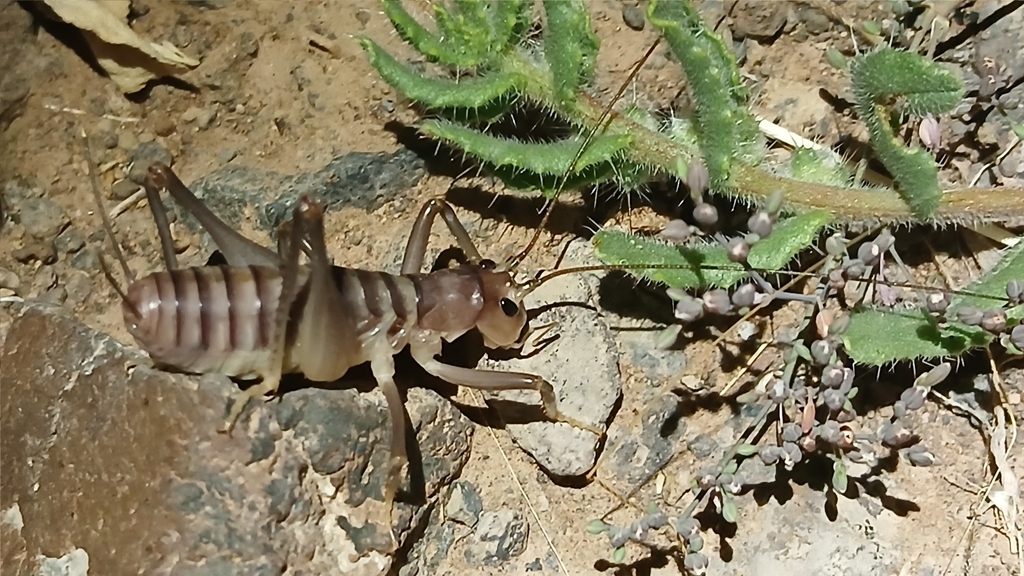 Lezina in March 2024 by Paulo Alves · iNaturalist