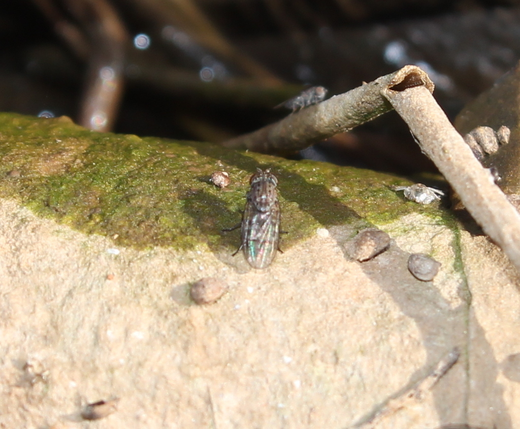 Hydrelliinae from Orroroo SA 5431, Australia on March 29, 2024 at 12:58 ...