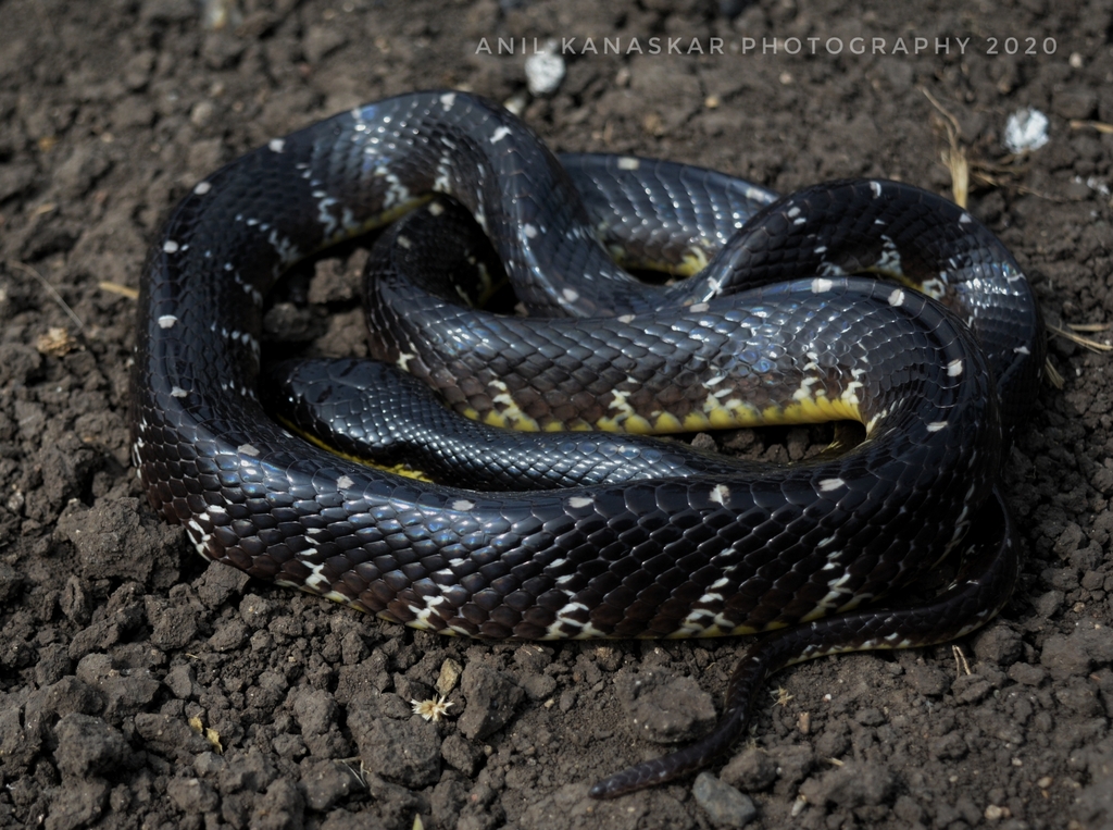 Sind Krait from JQHX+WV8, MIDC, Pimpri Colony, Pimpri-Chinchwad ...