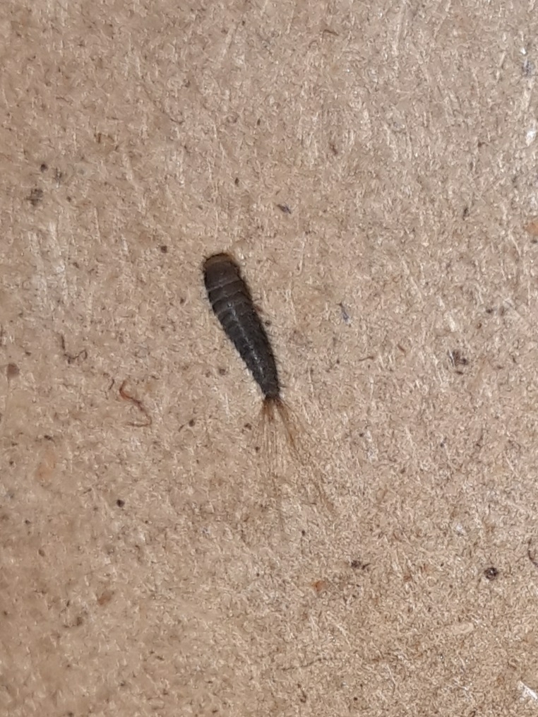 Insects from Amlikon-Bissegg on March 19, 2024 at 08:58 PM by ...