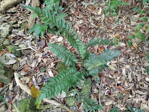 Pronephrium peltatum · iNaturalist