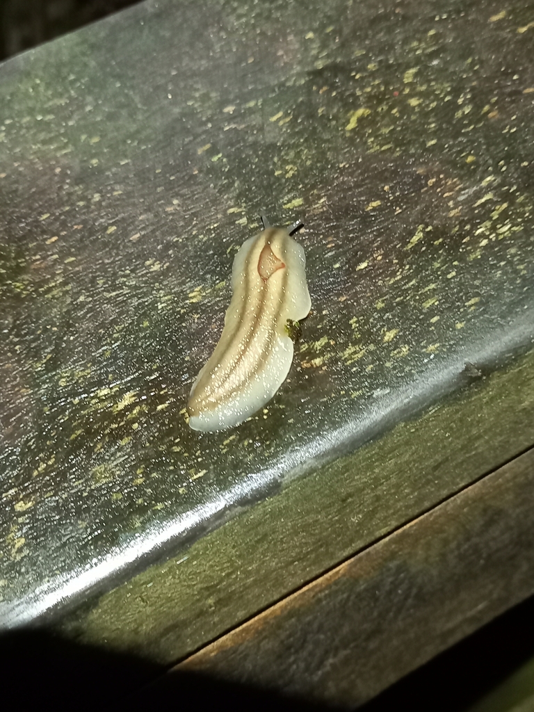 Red Triangle Slug from Maleny QLD 4552, Australia on March 29, 2024 at ...