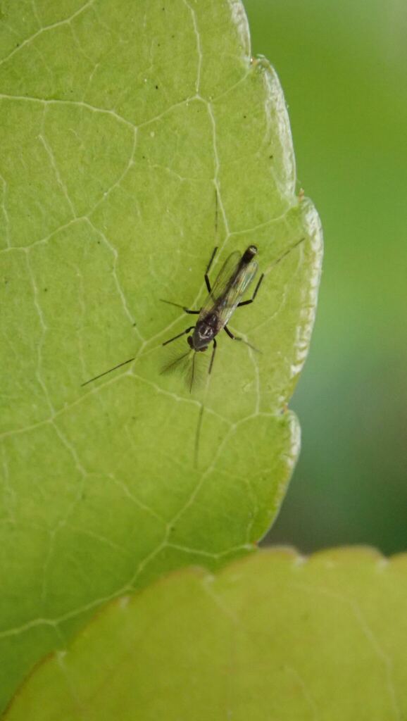 Cricotopus from Lai Chi Kok, Hong Kong on March 29, 2024 at 04:48 PM by ...