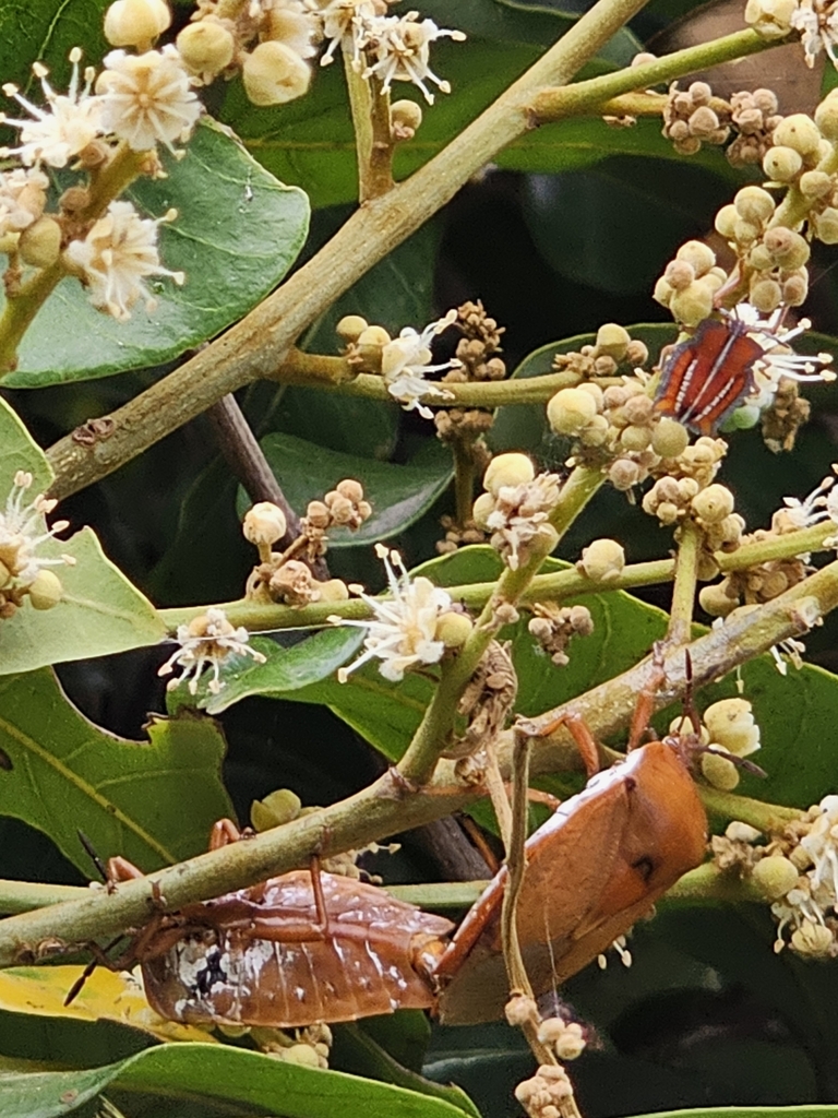 Lychee Stink Bug from 600台灣嘉義市東區長竹里 on March 29, 2024 at 03:52 PM by ...