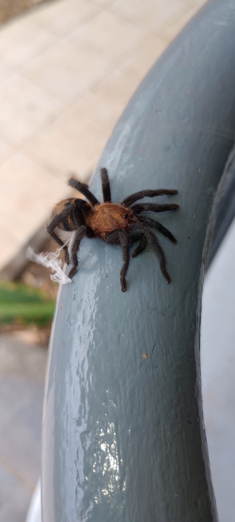 Costa Rican Suntiger Tarantula from Espíritu Santo, Provincia de ...