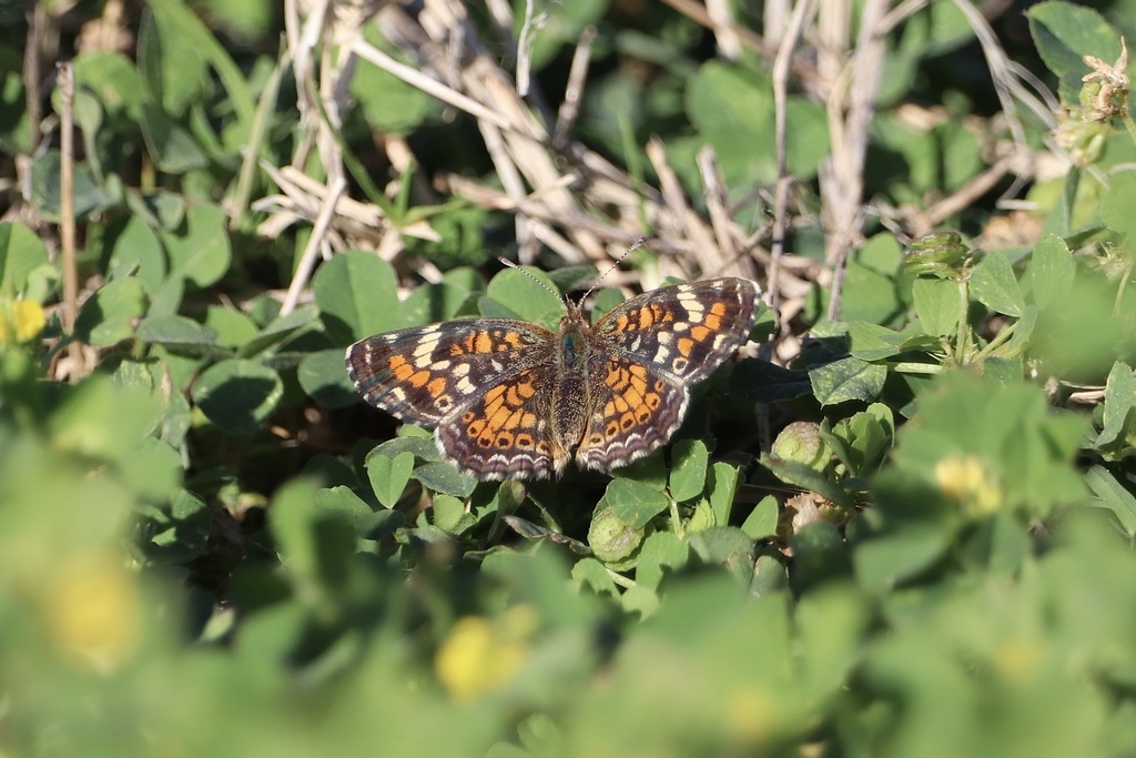 Phaon Crescent from Texas City Dike Rd, Texas City, TX, US on March 29 ...