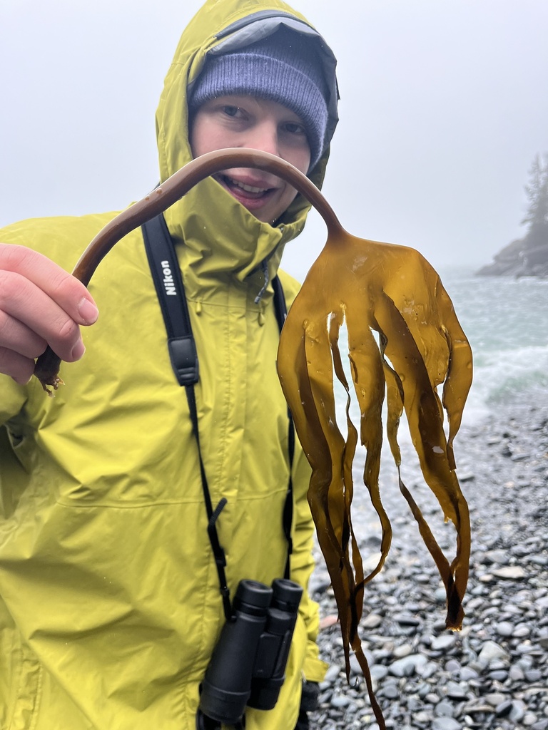 Oarweed from Acadia National Park, Bar Harbor, ME, US on March 27, 2024 ...