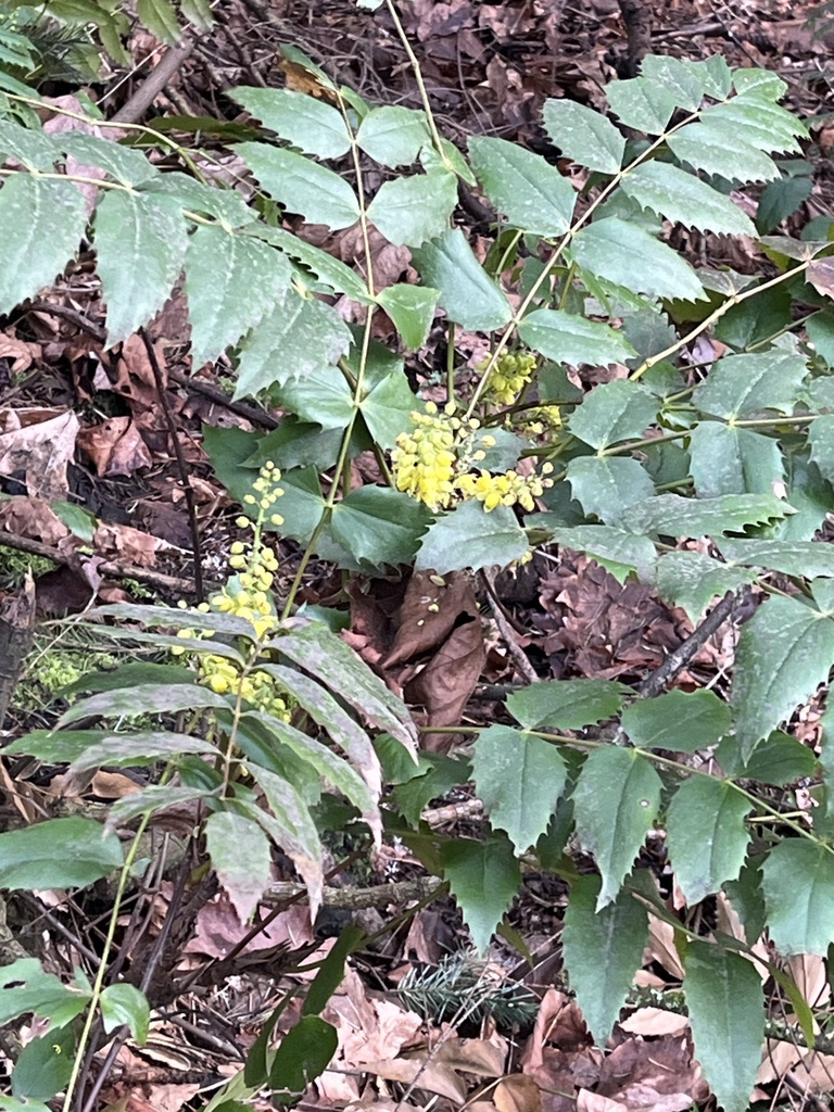 Cascade Oregon-grape from Lake Washington, Kenmore, WA, US on March 29 ...