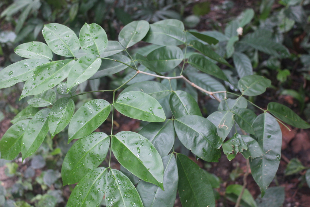 Intsia palembanica in April 2019 by Shahril Efzueni Rozali · iNaturalist