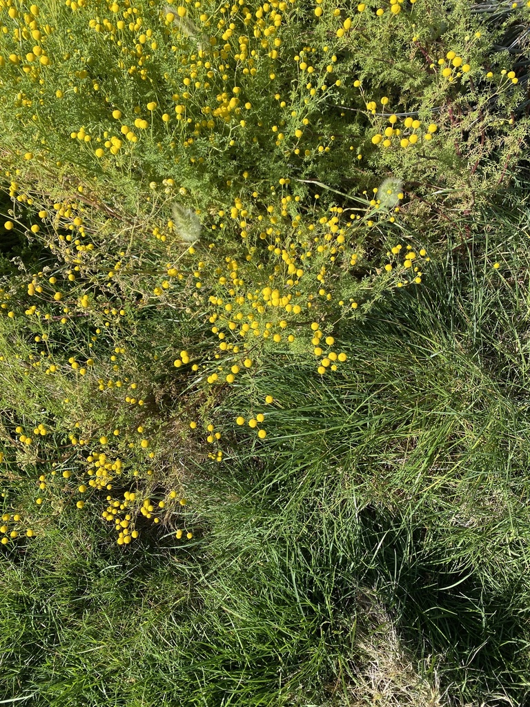 stinknet from Escena Golf Club, Palm Springs, CA, US on March 29, 2024 ...